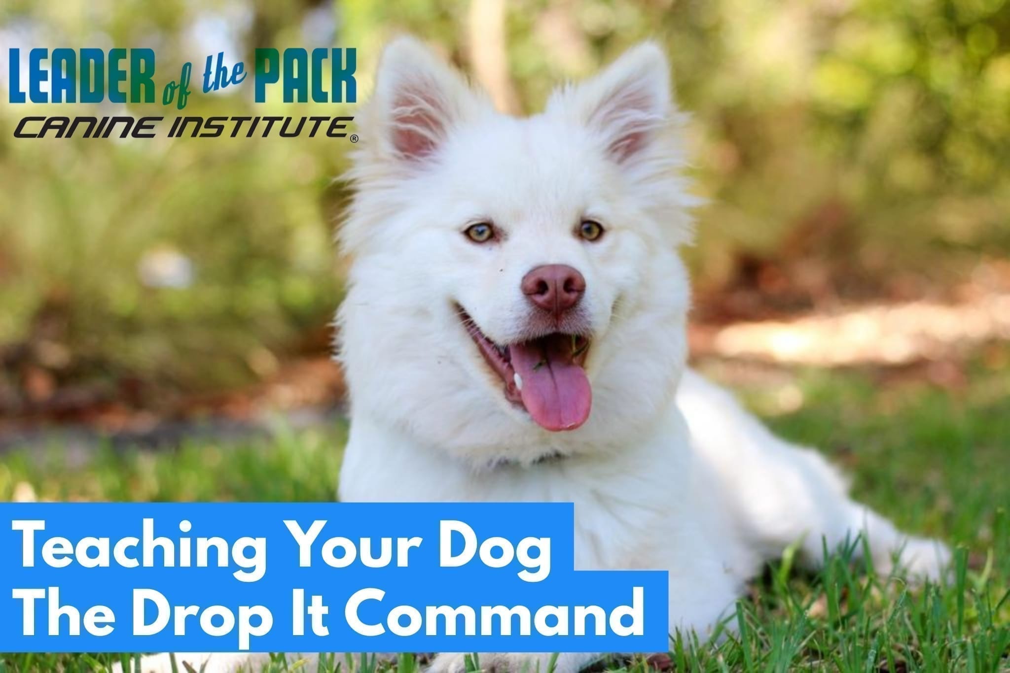 Teaching Your Dog The "Drop It" Command | Allentown, Bethlehem ...